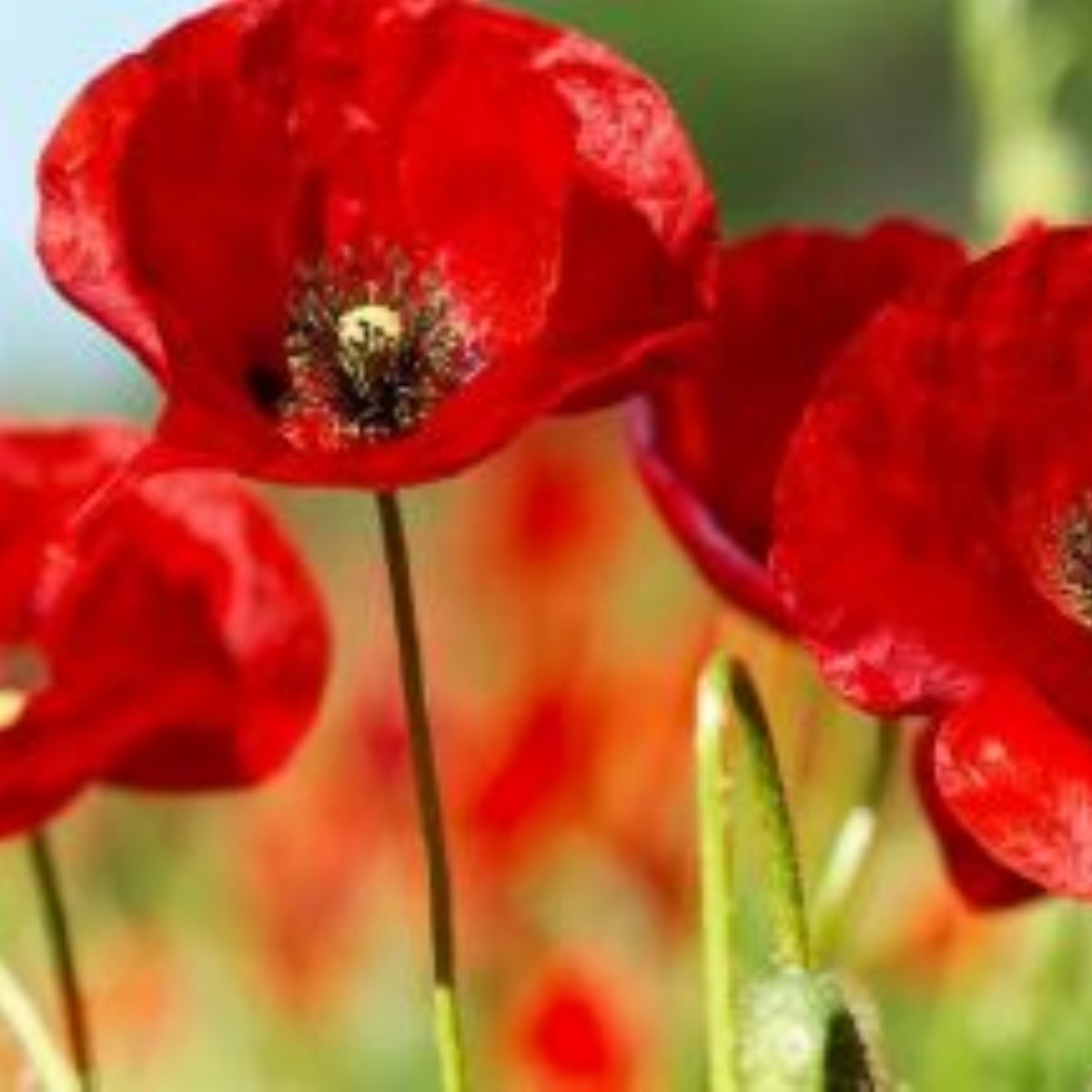 Westlands Primary School - RBL Poppy Appeal