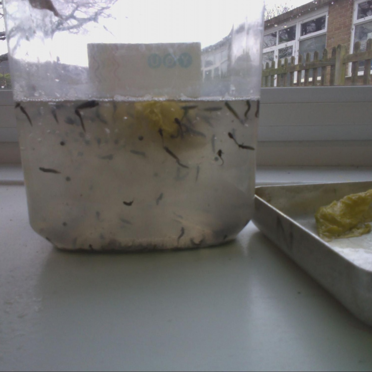Westlands Primary School - EYFS - Frog Spawn Update!